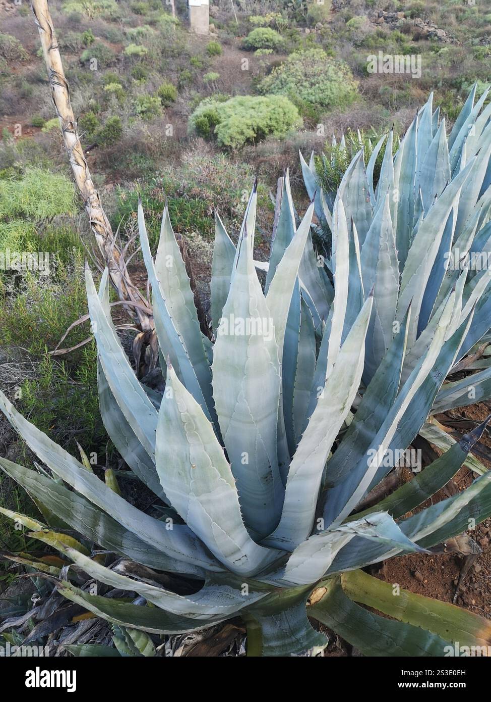 American century plant (Agave americana Stock Photo - Alamy