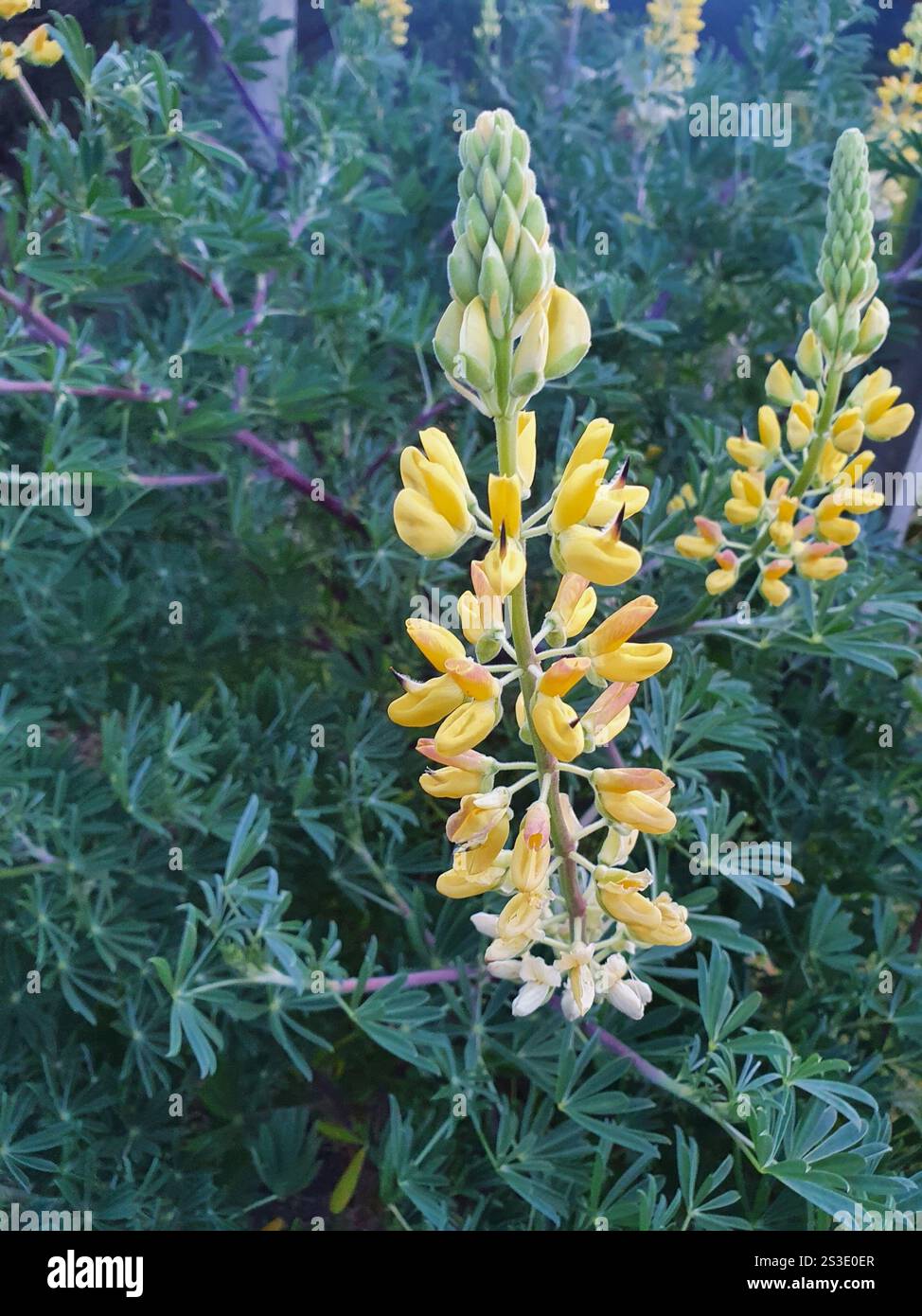 coastal bush lupine (Lupinus arboreus Stock Photo - Alamy