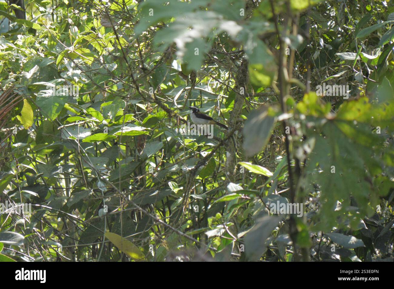 Black winged saltator saltator atripennis hi-res stock photography and ...