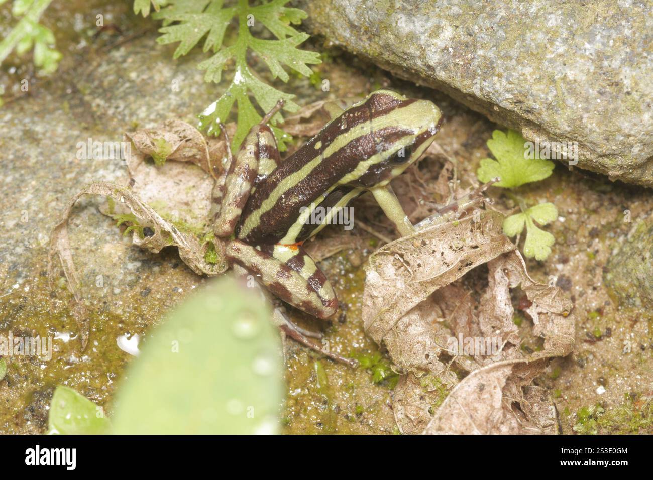 Anthony's Poison Arrow Frog (Epipedobates anthonyi Stock Photo - Alamy