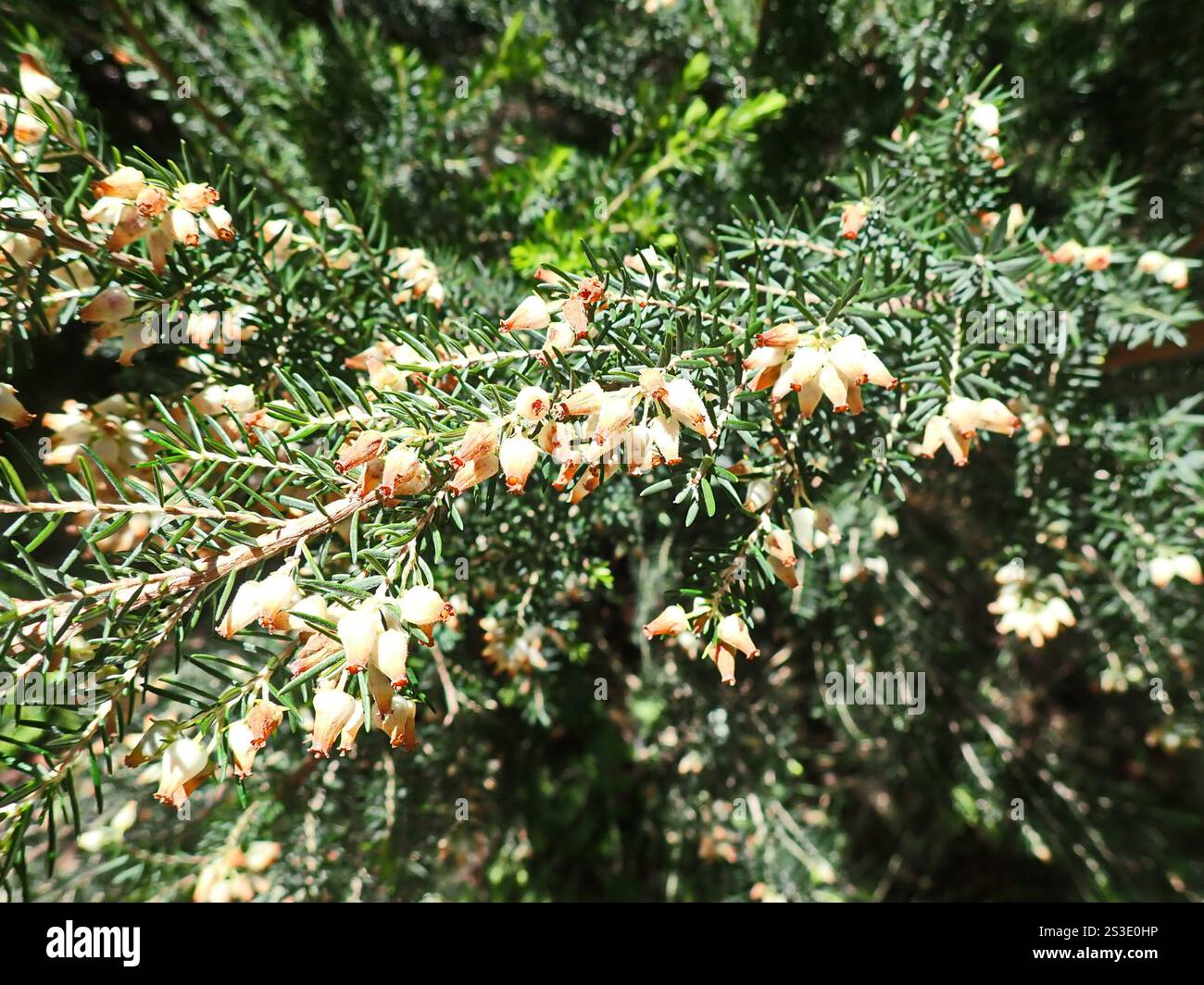 Water Heath (Erica afra Stock Photo - Alamy