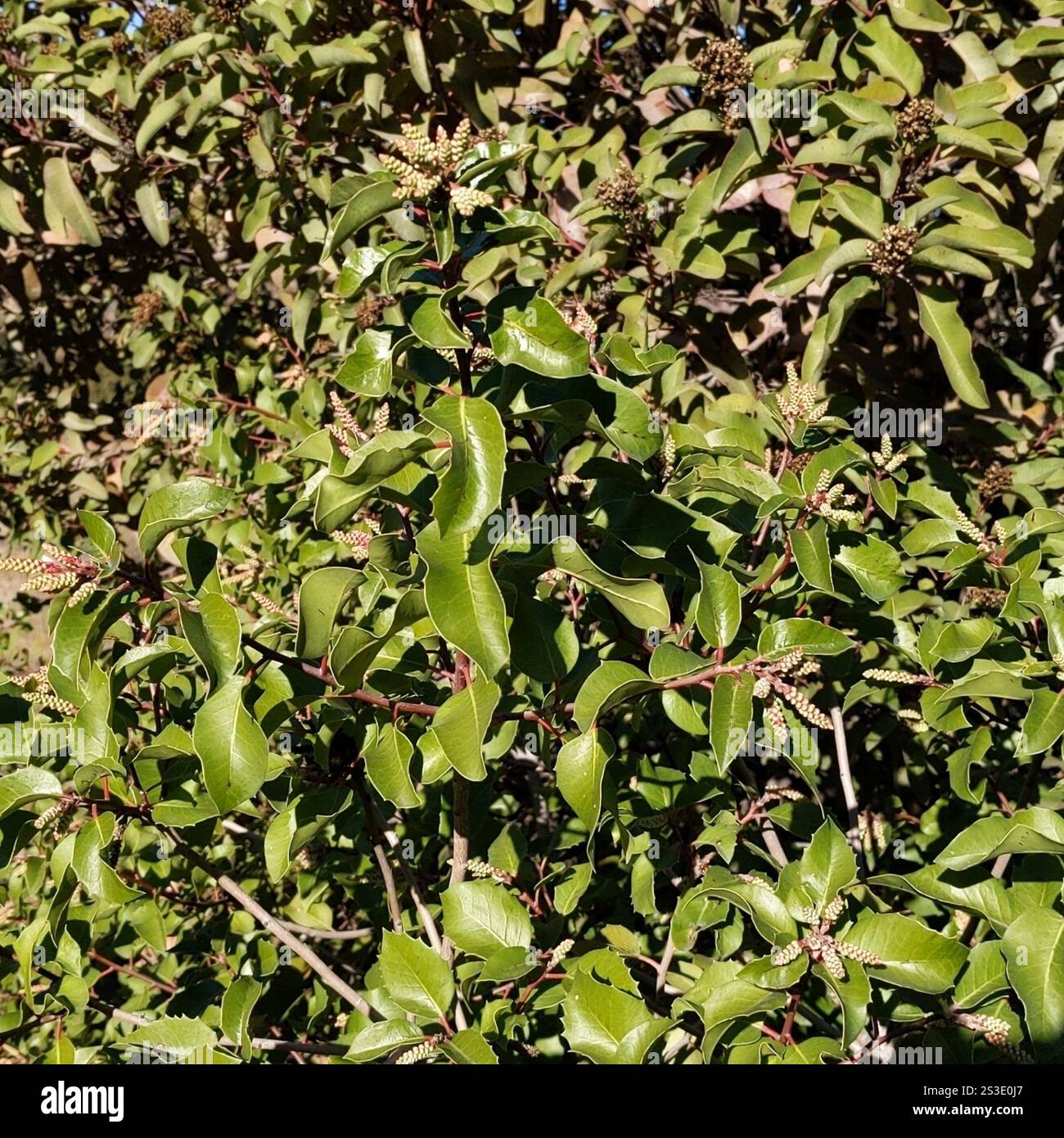 sugar bush × lemonade berry hybrid (Rhus integrifolia × ovata Stock ...