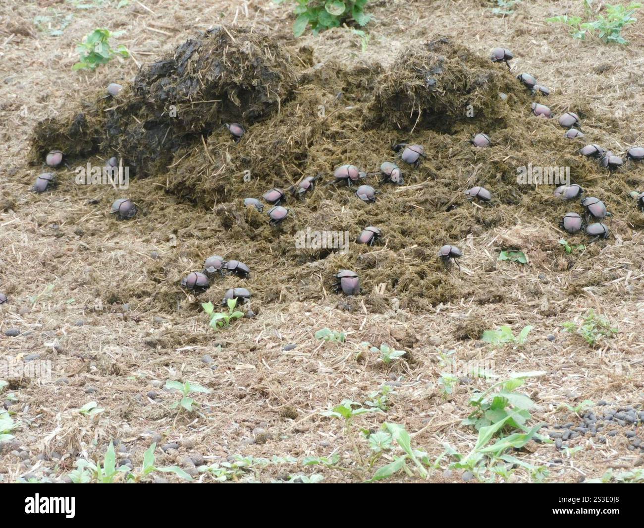 Diurnal Copper Dung Beetle (Kheper nigroaeneus Stock Photo - Alamy