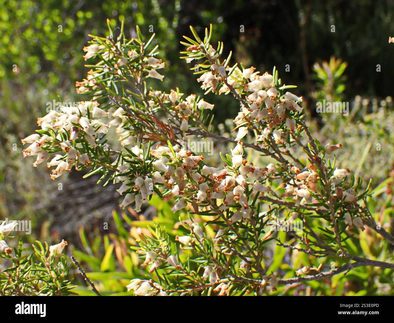 Water Heath (Erica afra Stock Photo - Alamy