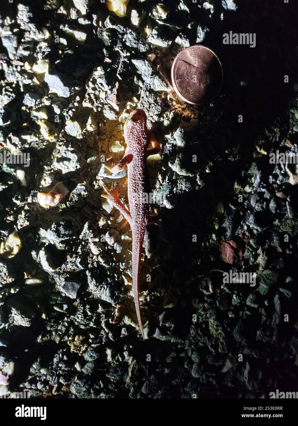 California Newt (Taricha torosa Stock Photo - Alamy