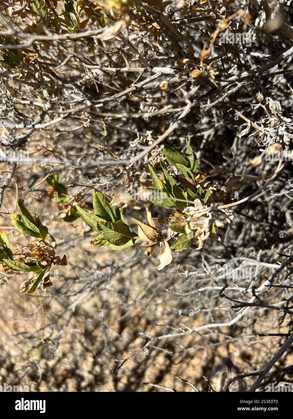 American threefold (Trixis californica Stock Photo - Alamy