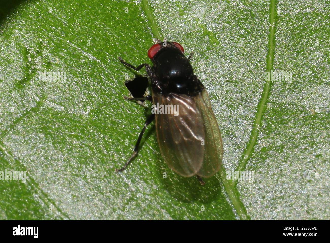 Lauxaniid Flies (Lauxaniidae Stock Photo - Alamy