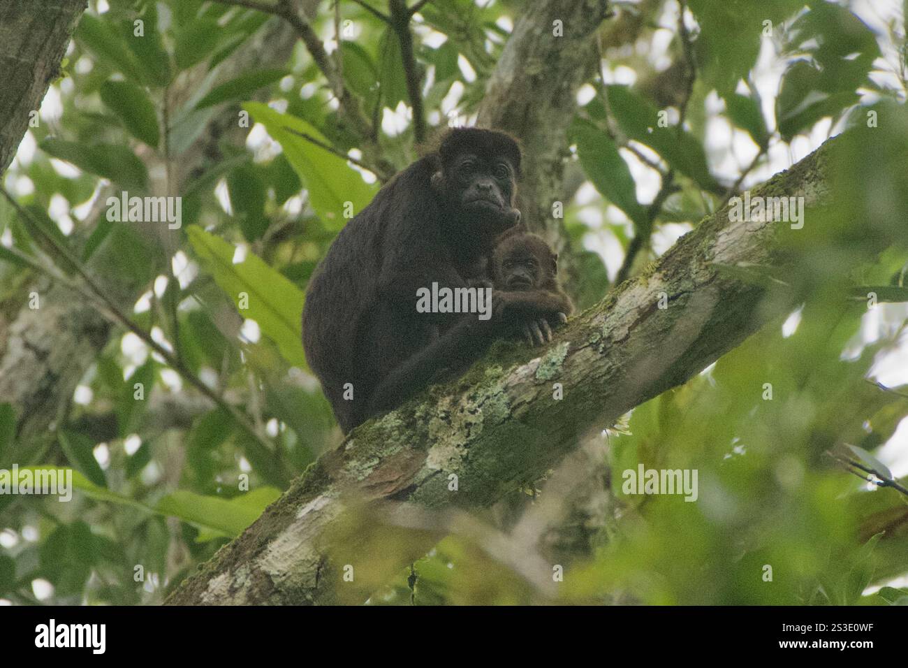 Mantled Howler Monkey (Alouatta palliata Stock Photo - Alamy