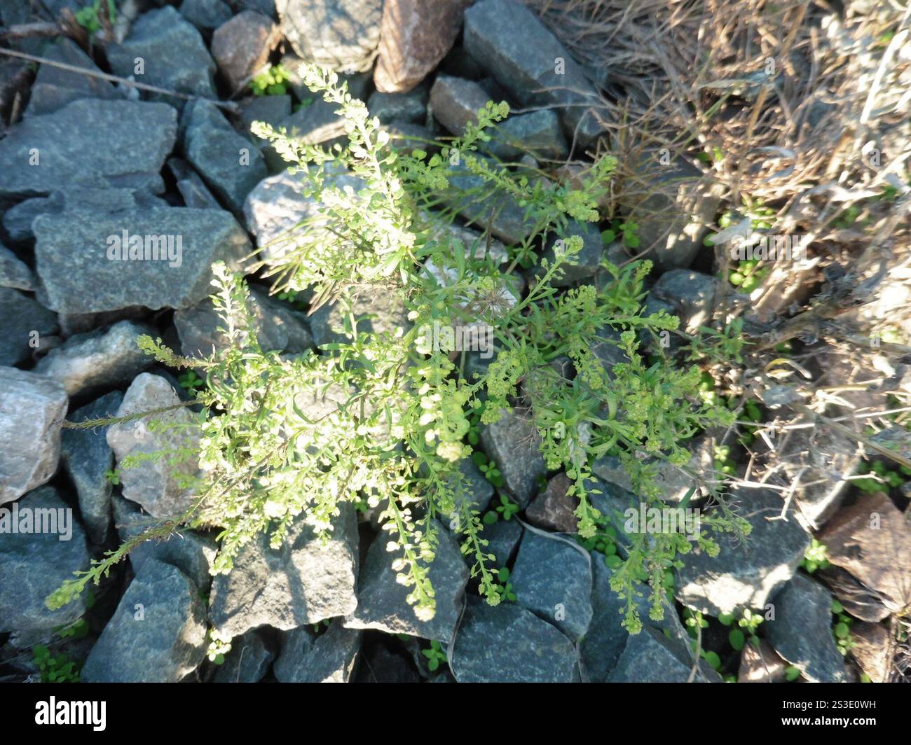 Narrow-leaved Pepperwort (Lepidium ruderale Stock Photo - Alamy