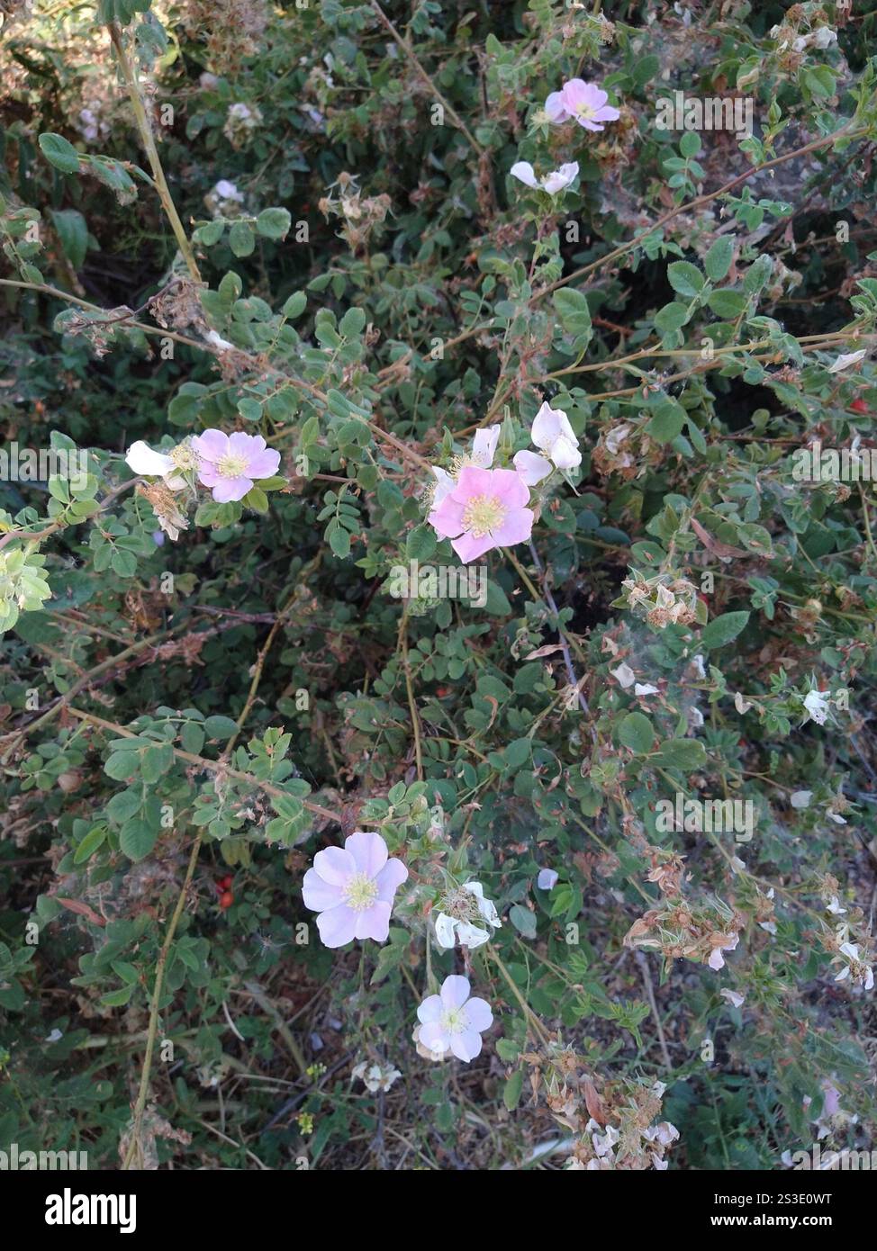 California Wild Rose (Rosa californica Stock Photo - Alamy