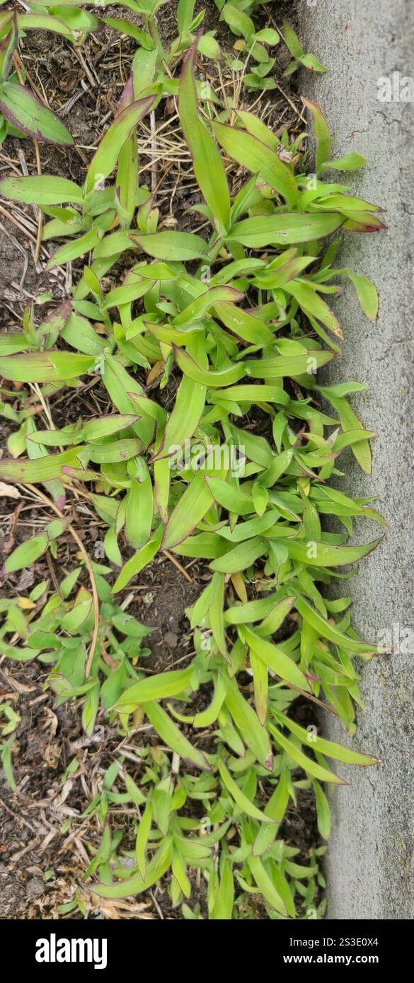 Hairy Crabgrass (Digitaria sanguinalis Stock Photo - Alamy