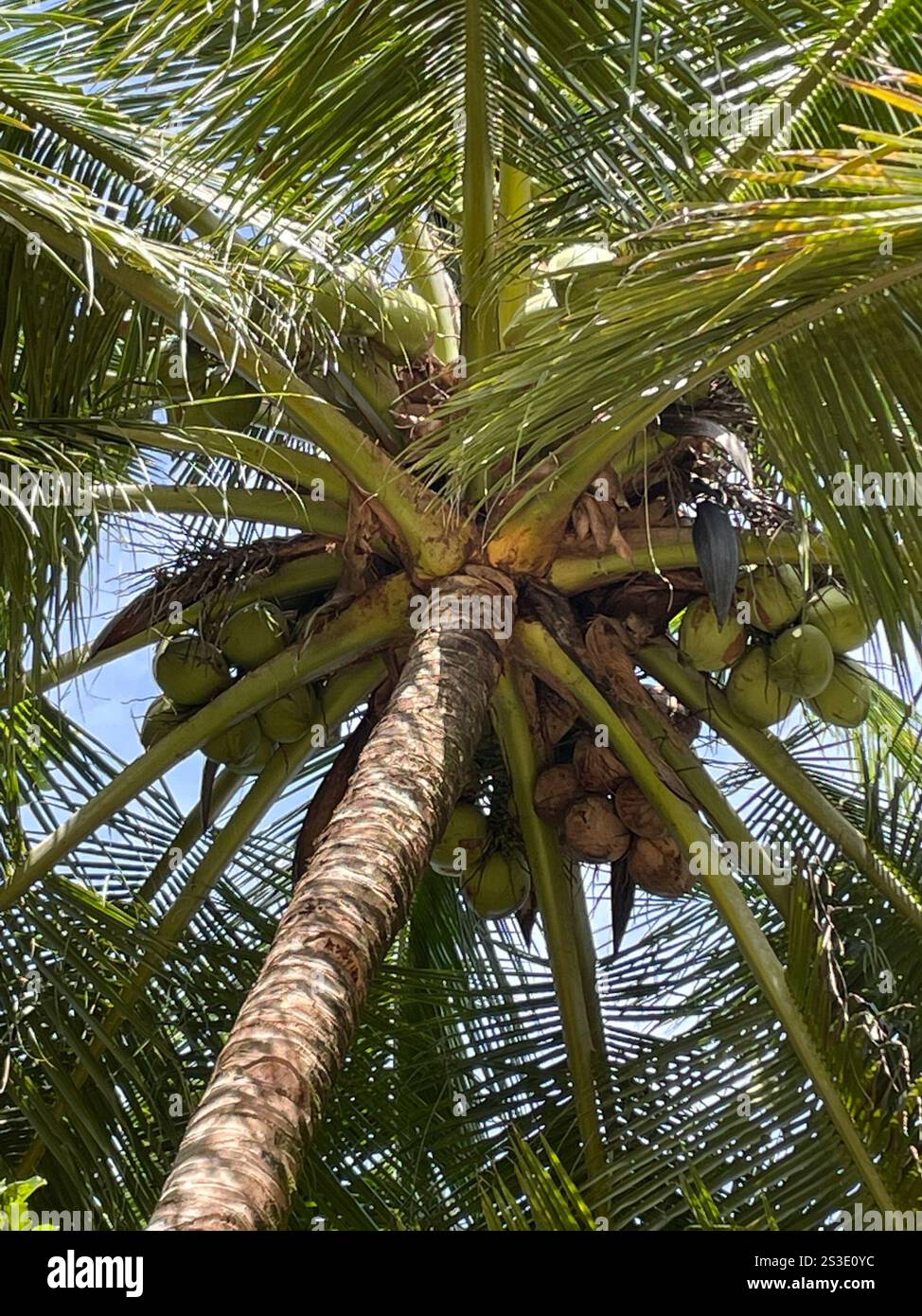 coconut palm (Cocos nucifera Stock Photo - Alamy