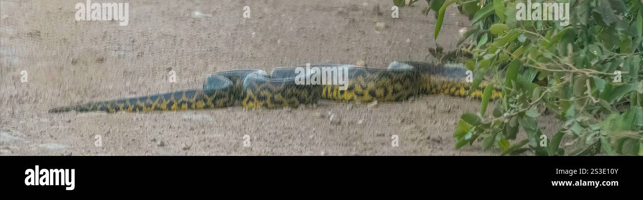 Yellow Anaconda (Eunectes notaeus Stock Photo - Alamy