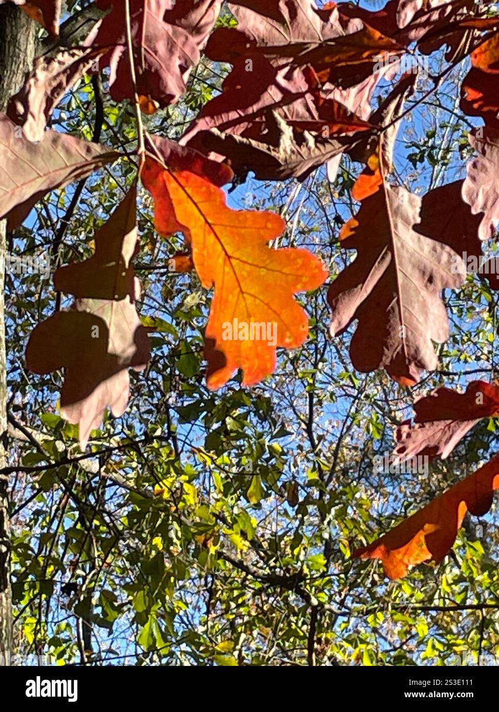 white oak (Quercus alba Stock Photo - Alamy