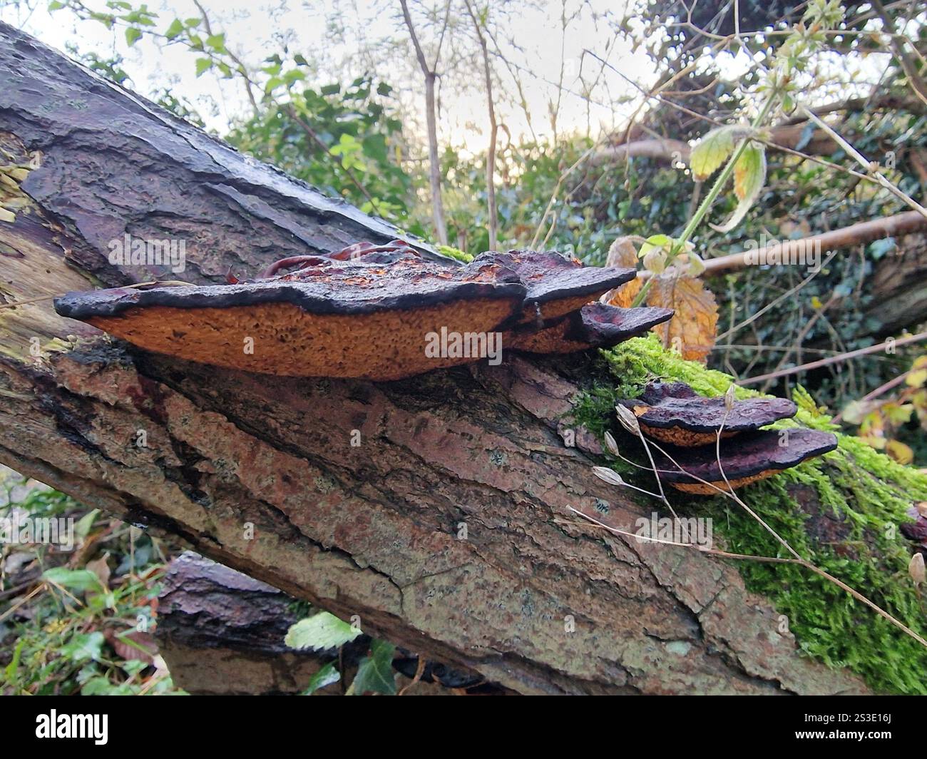 Thin-walled Maze Polypore (Daedaleopsis confragosa Stock Photo - Alamy