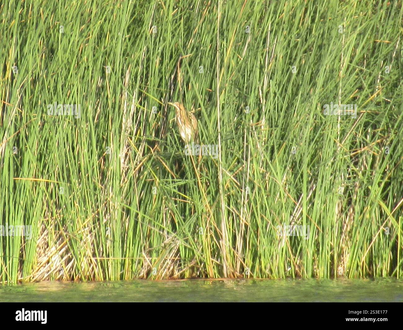 American Bittern (Botaurus lentiginosus Stock Photo - Alamy