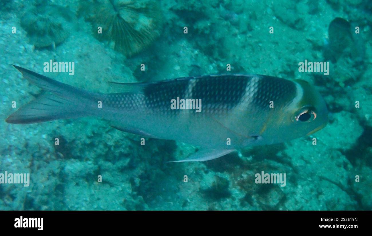 Humpnose Bigeye Bream (Monotaxis grandoculis Stock Photo - Alamy