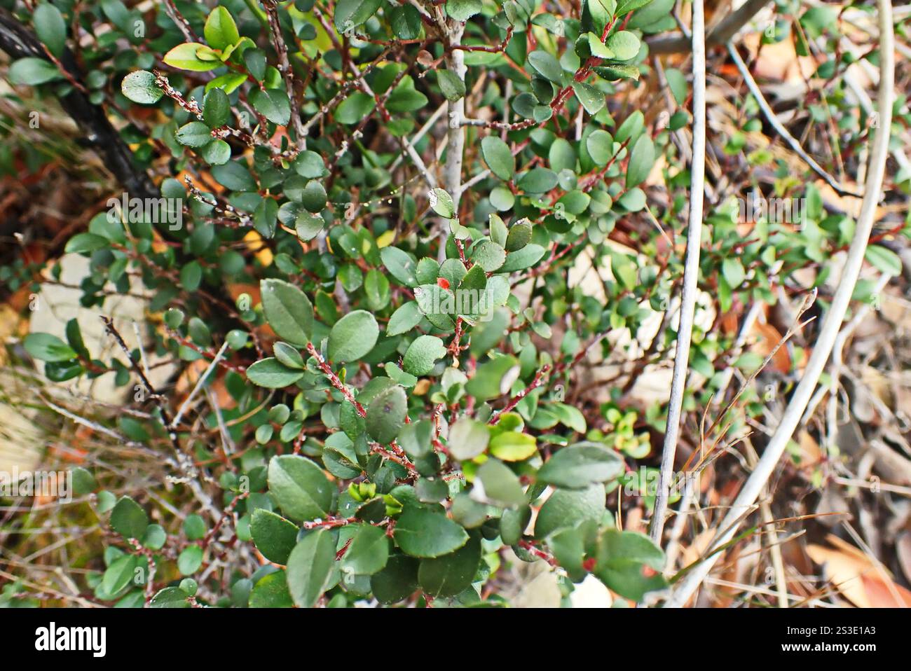 African Boxwood (Myrsine africana Stock Photo - Alamy