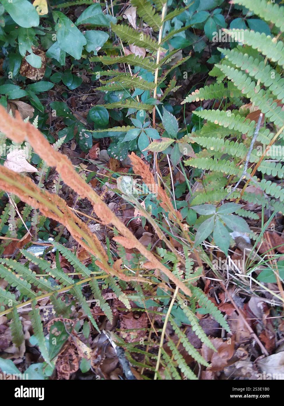 cinnamon fern (Osmundastrum cinnamomeum Stock Photo - Alamy