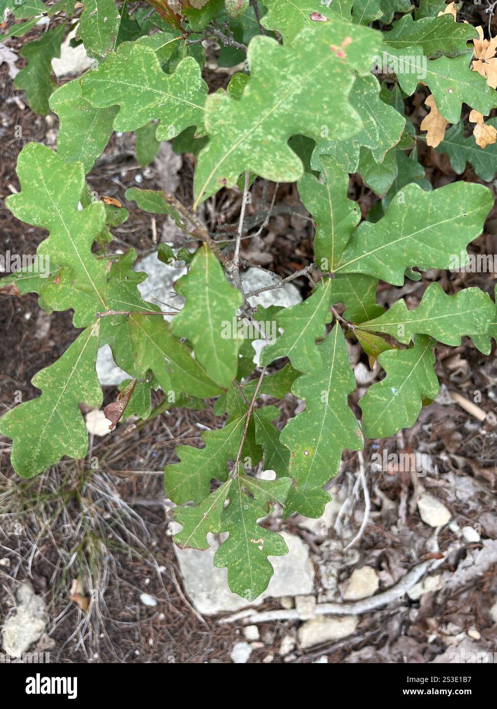 Lacey Oak (Quercus laceyi Stock Photo - Alamy