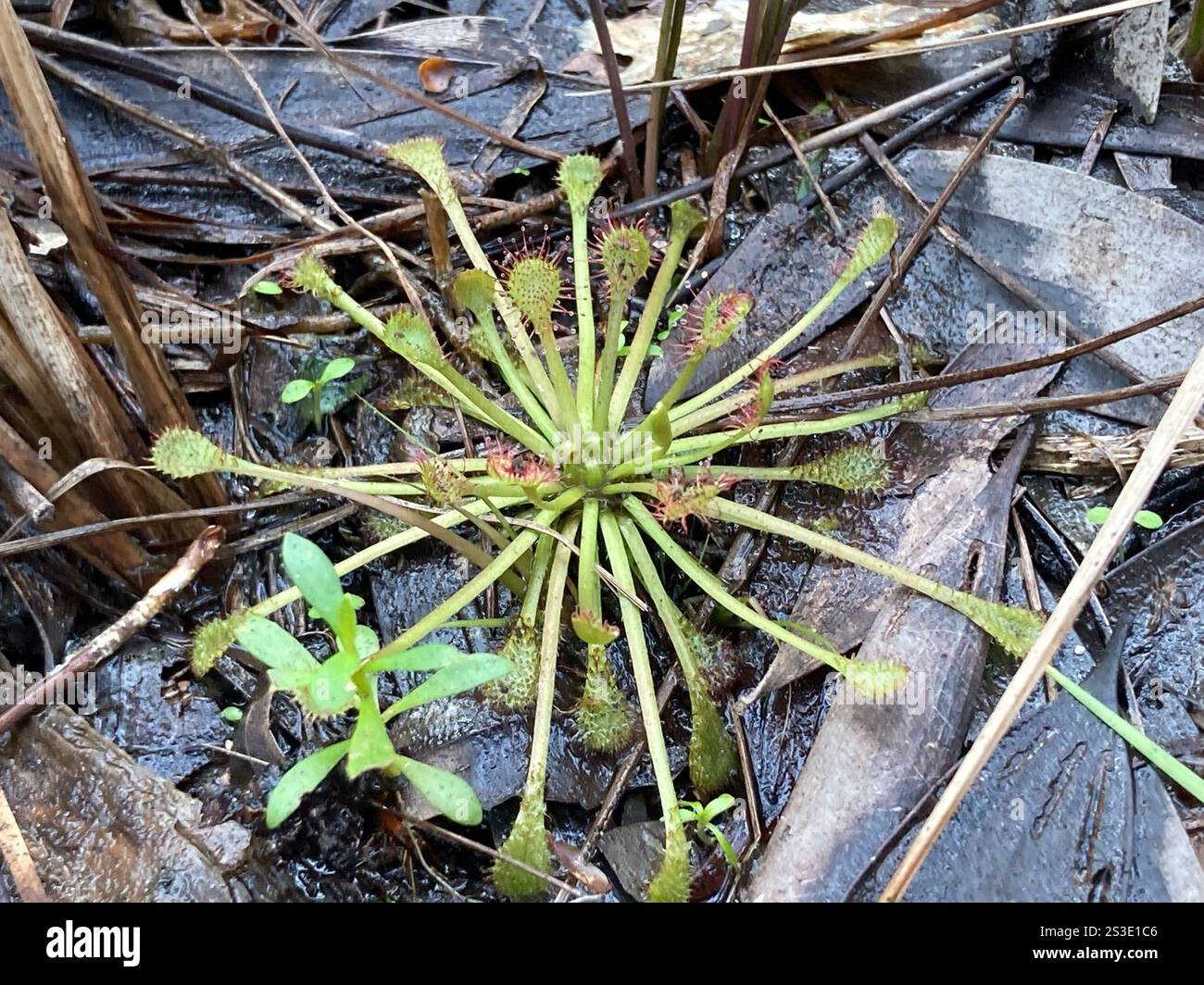 Pink Sundew (Drosera capillaris Stock Photo - Alamy