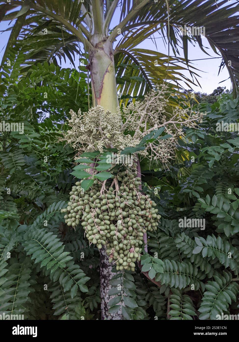 Manila Palm (Adonidia merrillii Stock Photo - Alamy