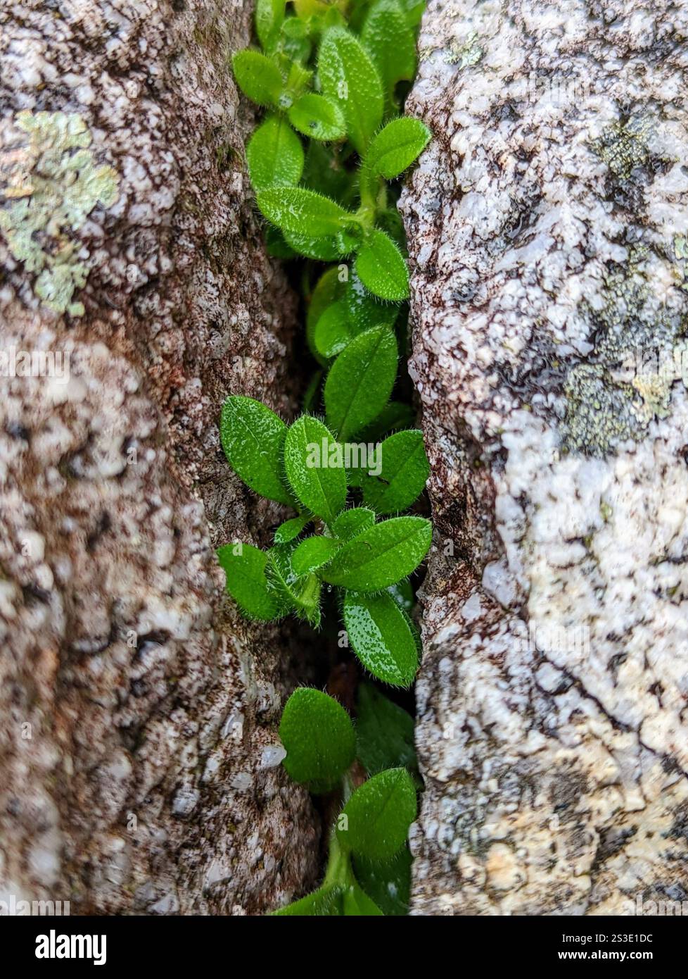 Common mouse-ear chickweed (Cerastium fontanum Stock Photo - Alamy