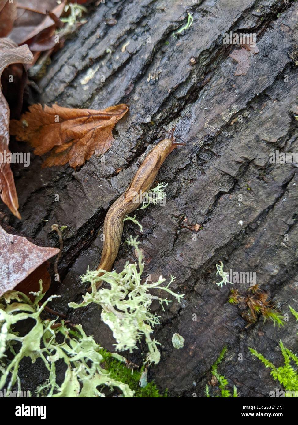 Taildropper Slugs (Prophysaon Stock Photo - Alamy