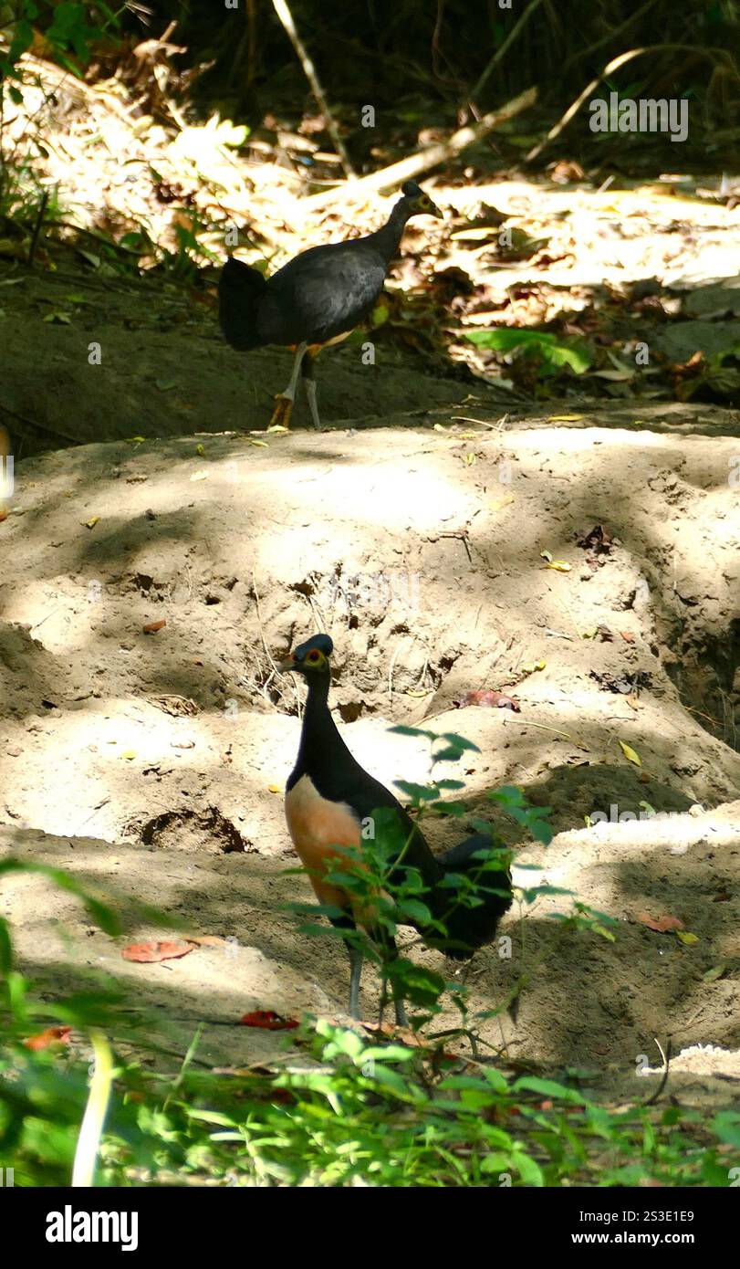 Maleo (Macrocephalon maleo Stock Photo - Alamy