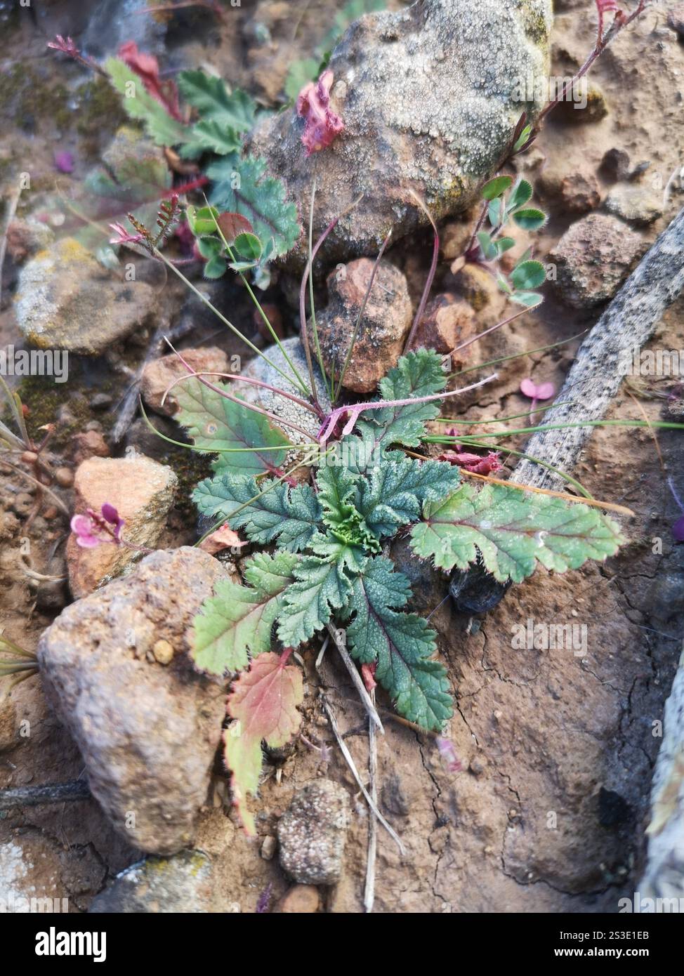 Mediterranean Stork's-bill (Erodium botrys Stock Photo - Alamy