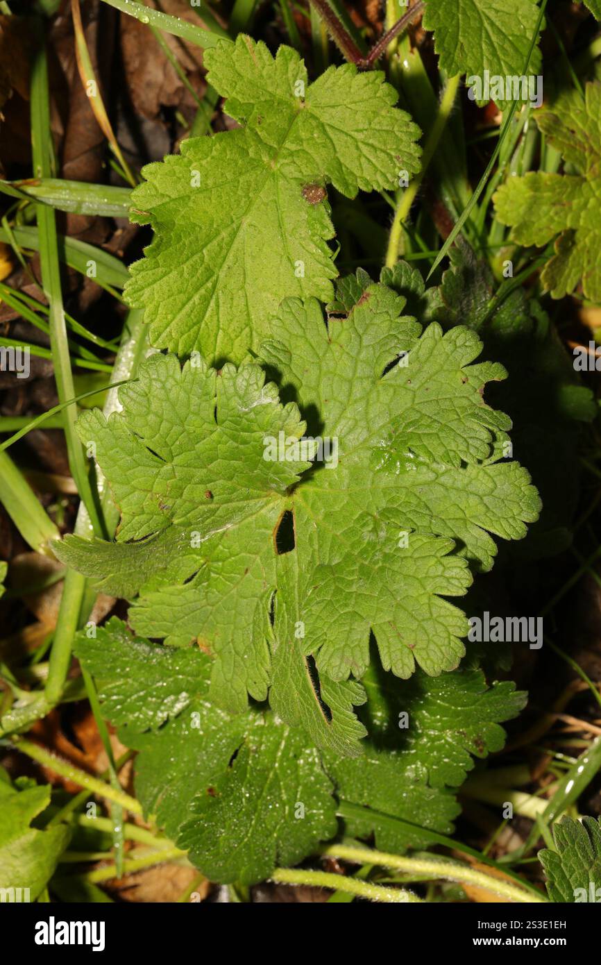 Round-leaved Crane's-bill (Geranium rotundifolium Stock Photo - Alamy