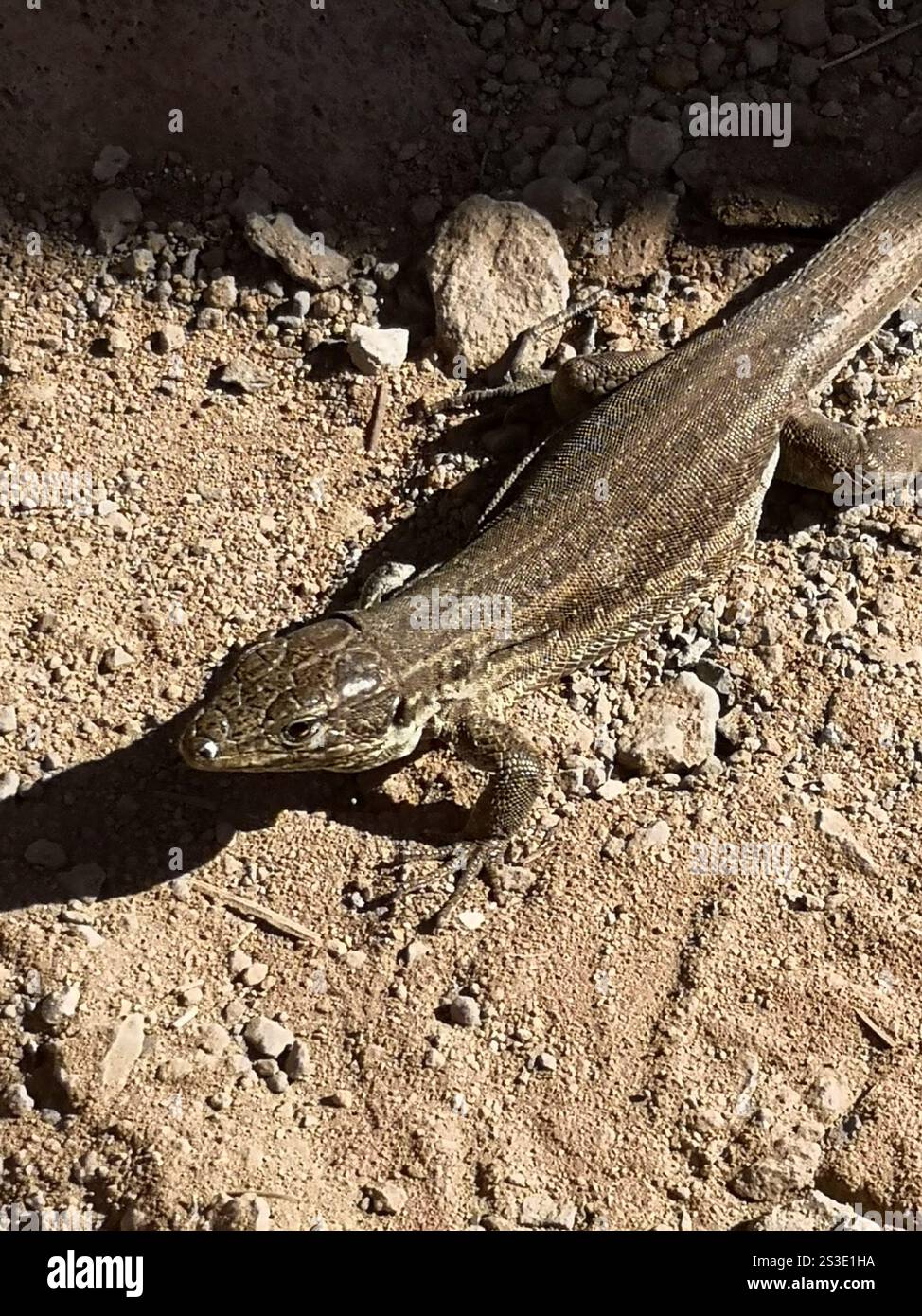 Tenerife Lizard (Gallotia galloti Stock Photo - Alamy