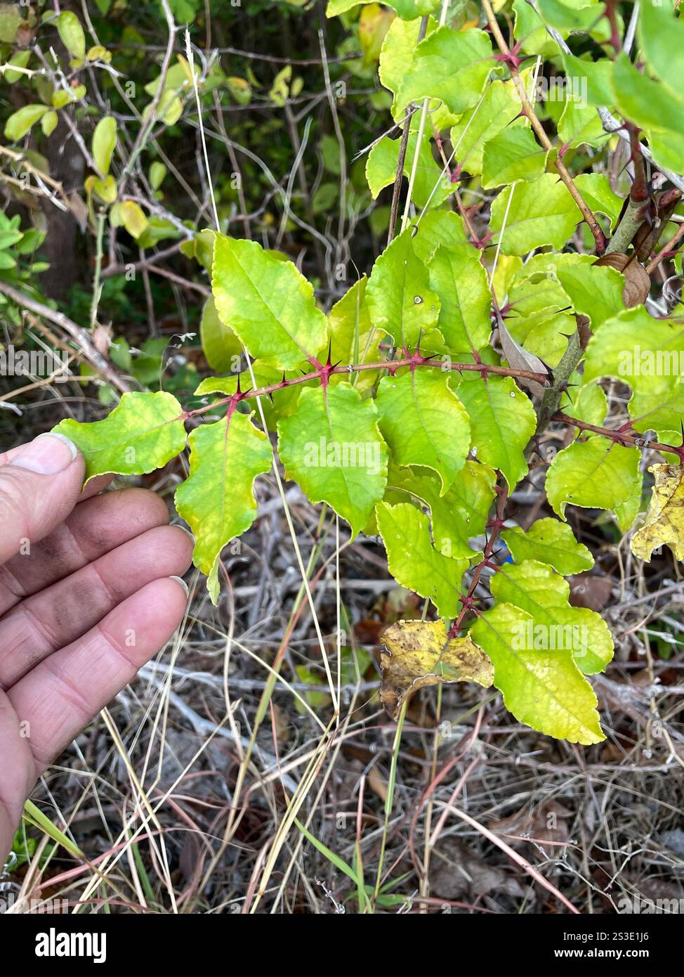 Hercules' club (Zanthoxylum clava-herculis Stock Photo - Alamy