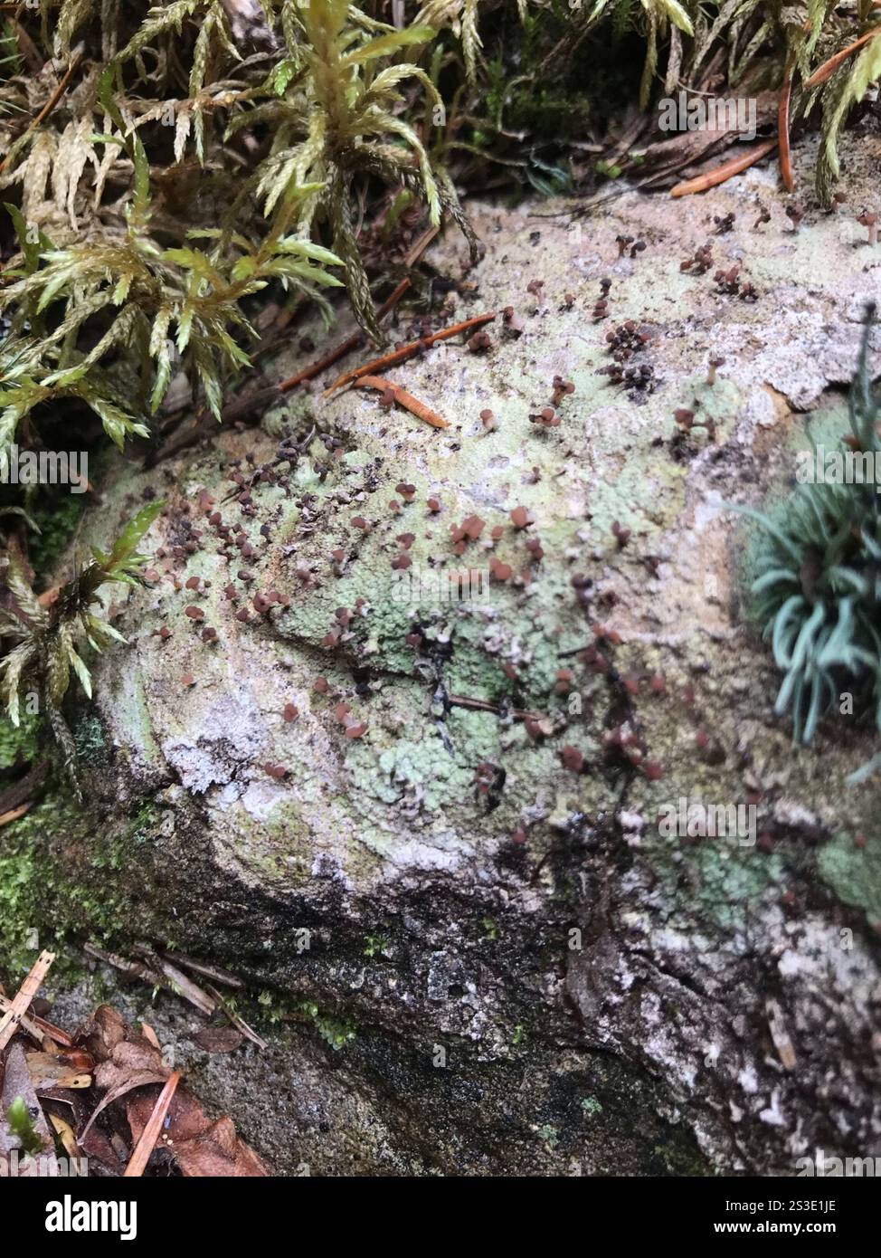 Brown Beret Lichen (Baeomyces rufus Stock Photo - Alamy