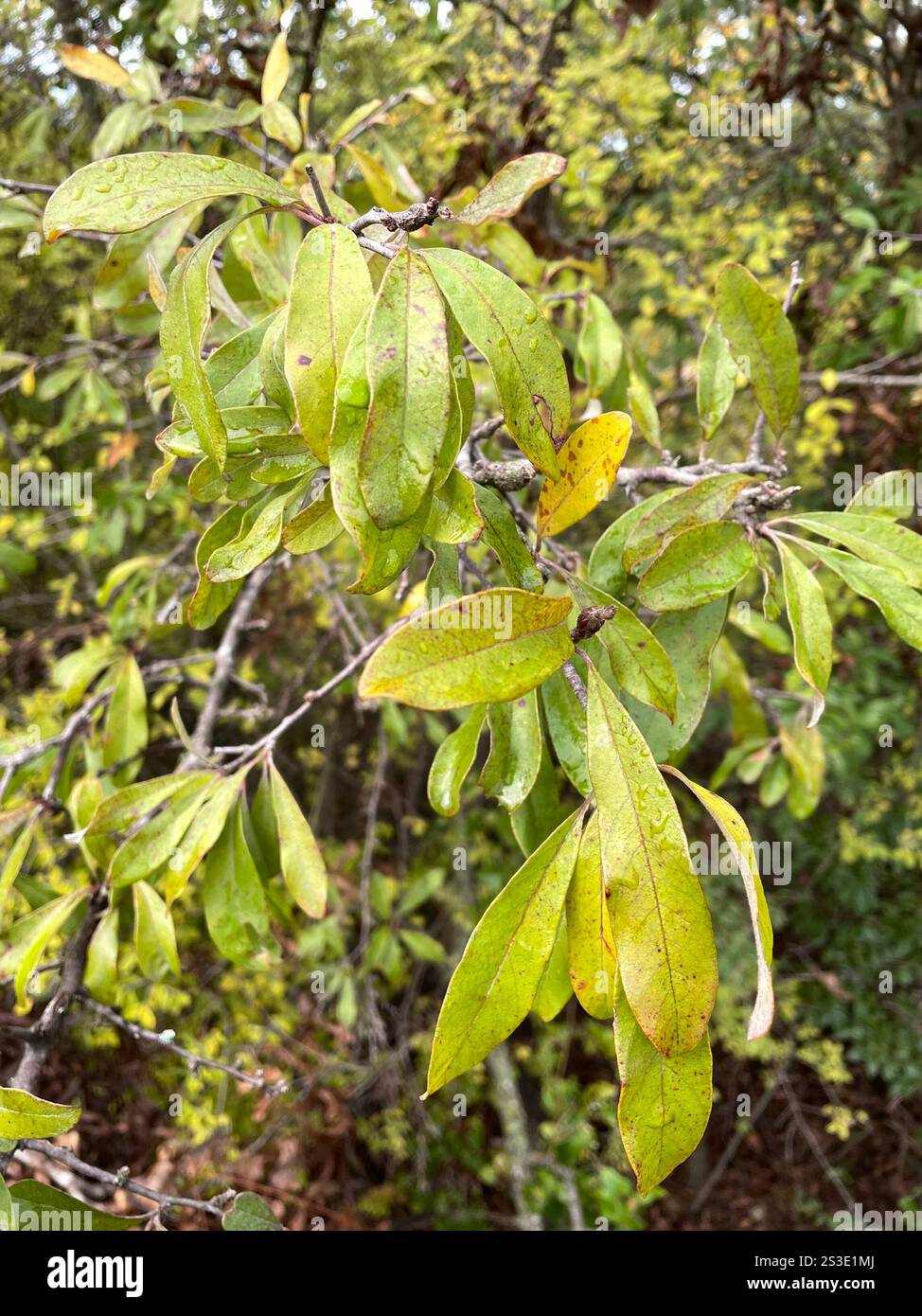 Gum bumelia (Sideroxylon lanuginosum Stock Photo - Alamy