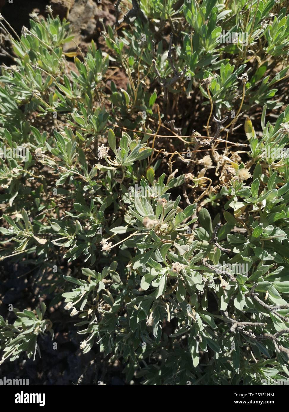 Hoary Pterocephalus (Pterocephalus lasiospermus Stock Photo - Alamy