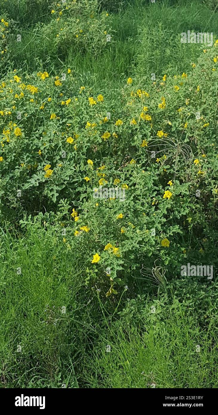 buffalo-bur (Solanum rostratum Stock Photo - Alamy
