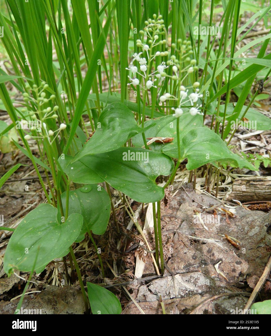 May Lily (Maianthemum bifolium Stock Photo - Alamy