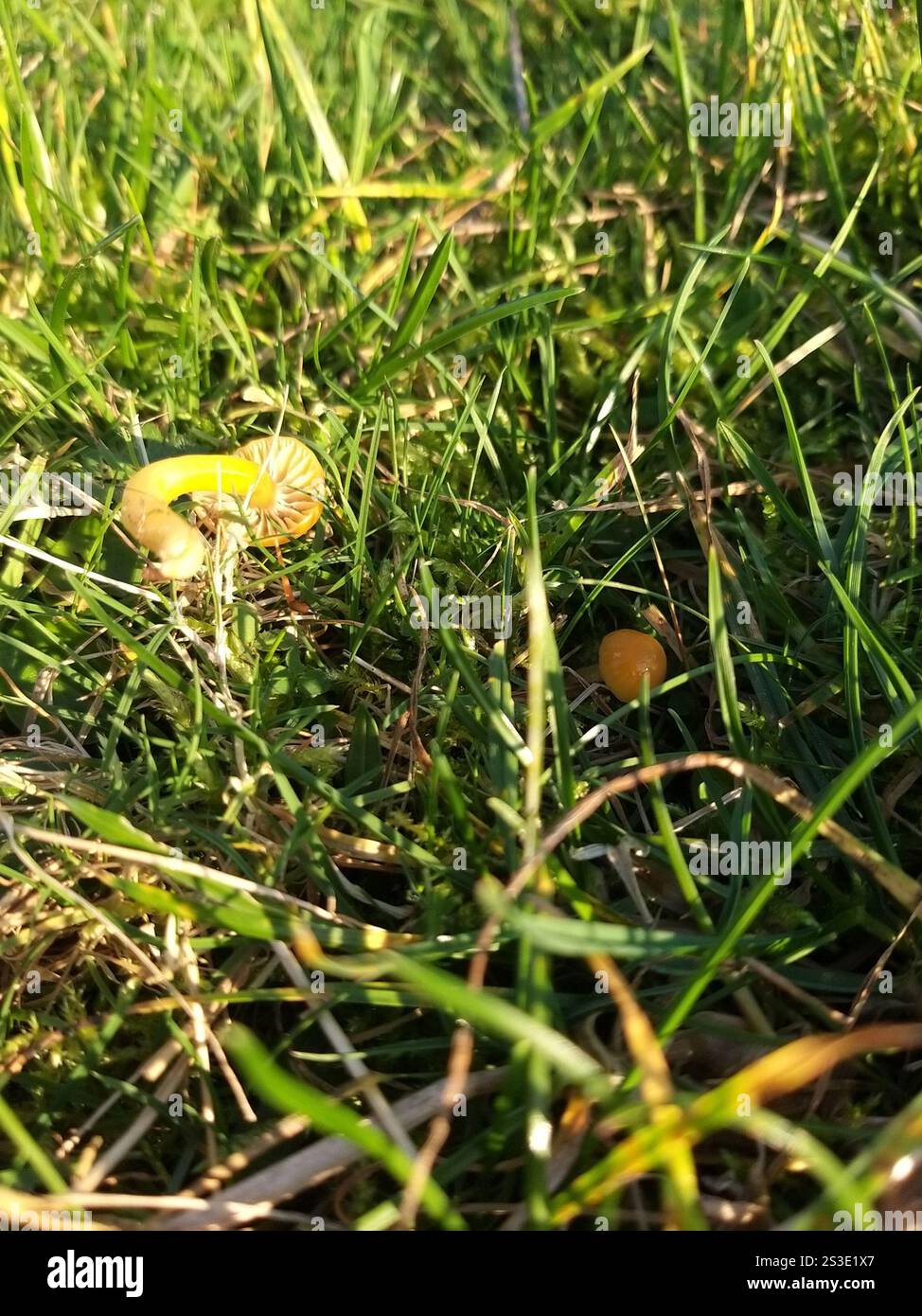 Parrot Mushroom (Gliophorus psittacinus Stock Photo - Alamy