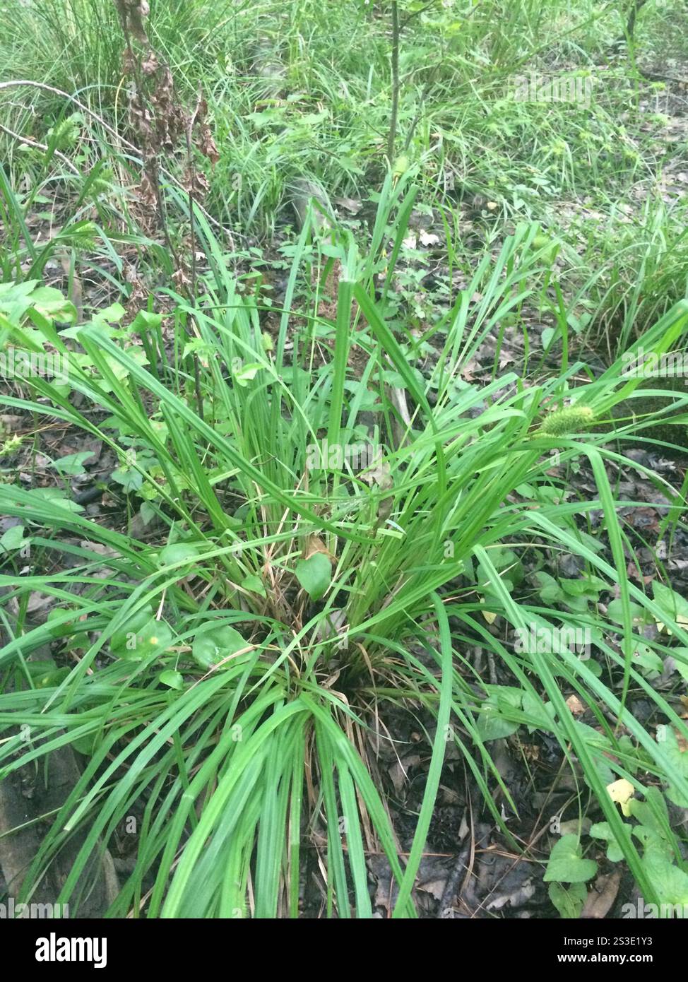 cattail sedge (Carex typhina Stock Photo - Alamy