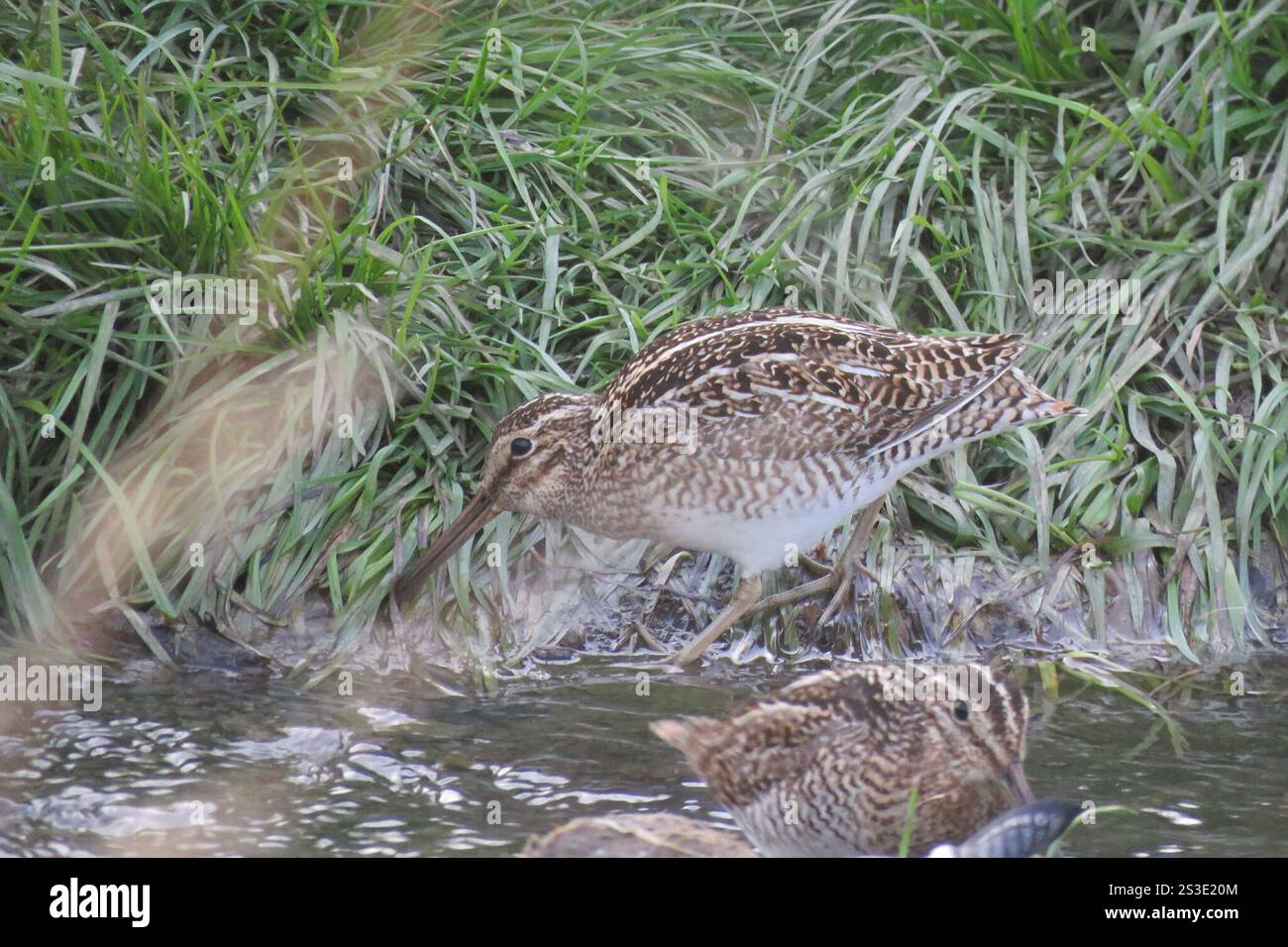 Magellanic Snipe (Gallinago magellanica Stock Photo - Alamy