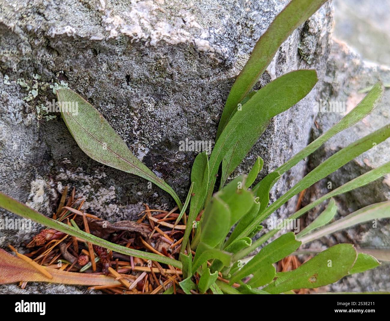 Oregon Gumplant (Grindelia stricta Stock Photo - Alamy
