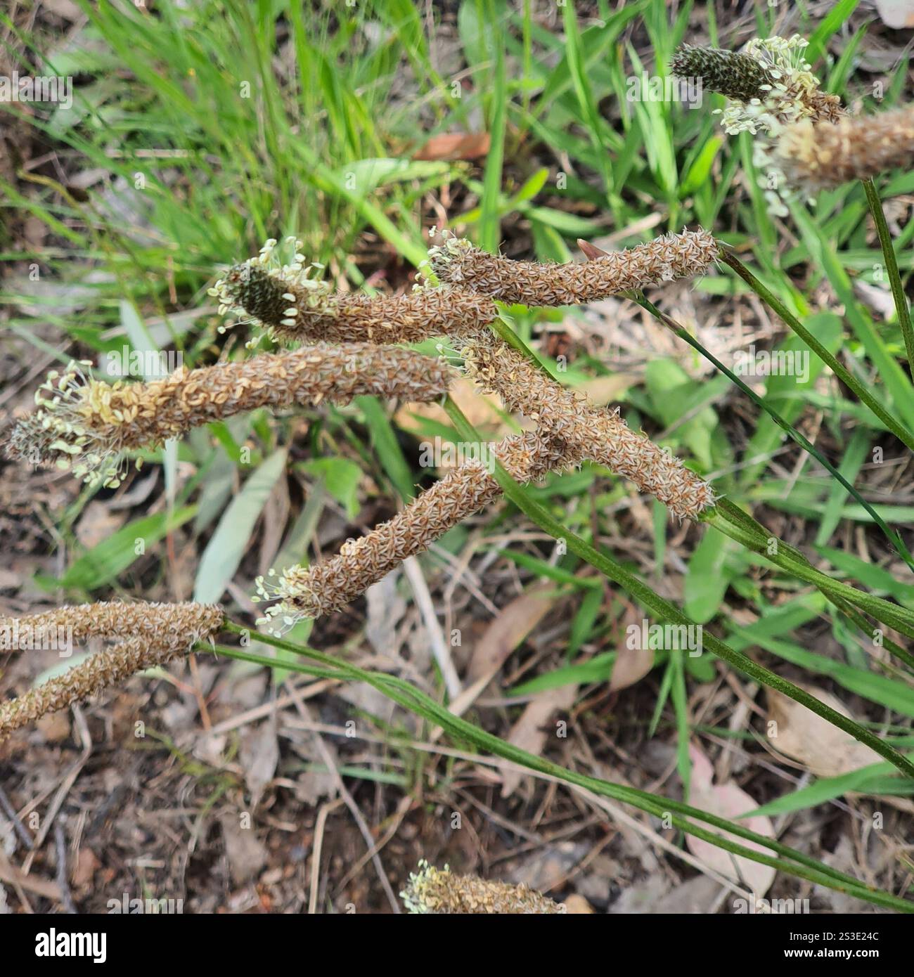ribwort plantain (Plantago lanceolata Stock Photo - Alamy