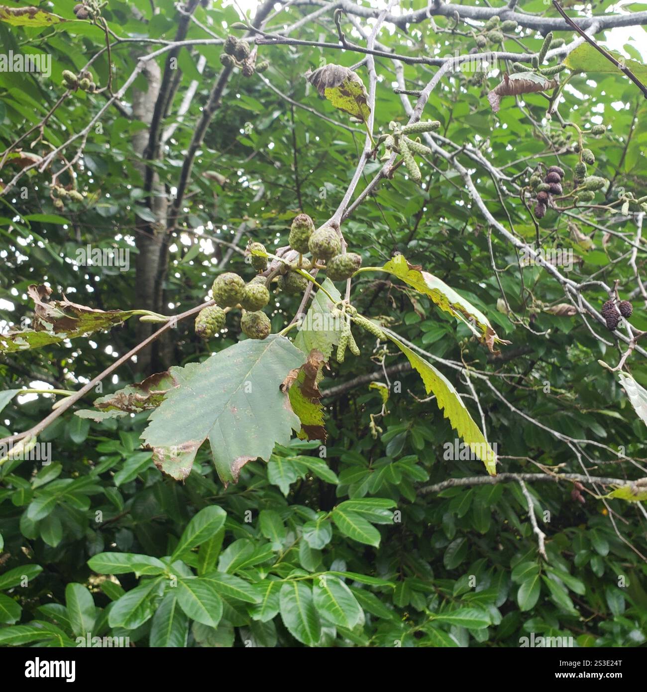 Red Alder (Alnus rubra Stock Photo - Alamy