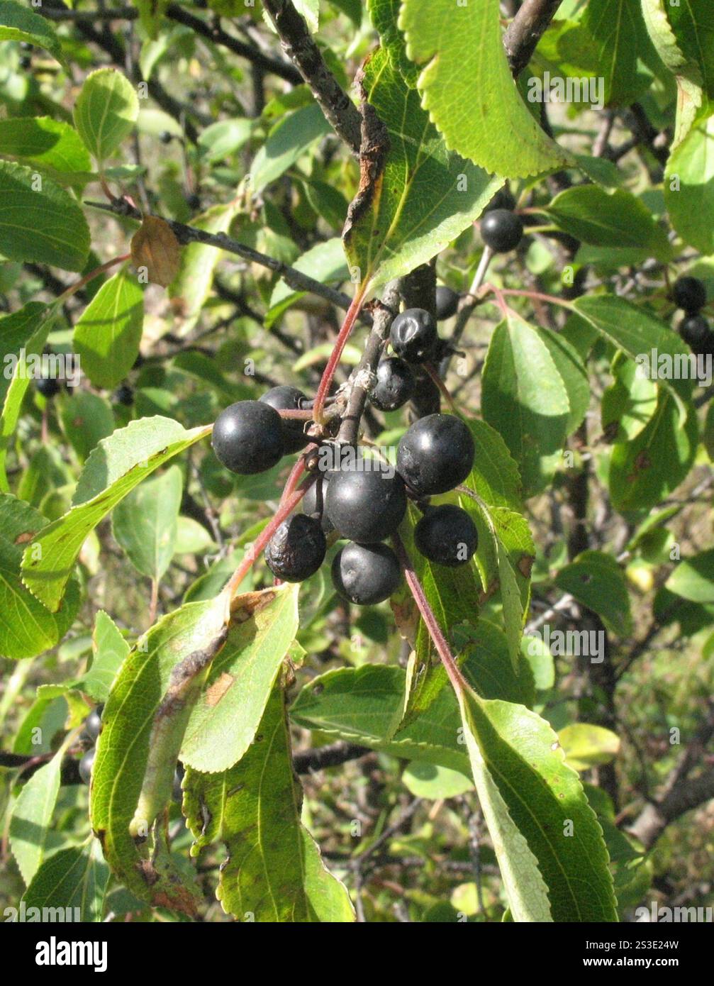 common buckthorn (Rhamnus cathartica Stock Photo - Alamy