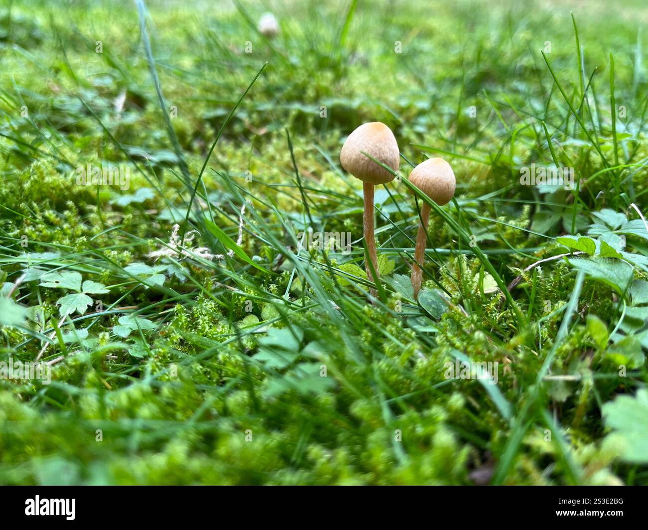 Common Fieldcap (Agrocybe pediades Stock Photo - Alamy