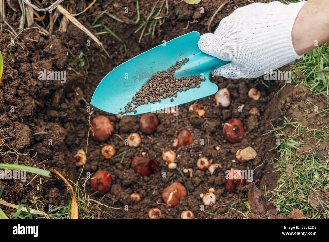 top dressing with granular fertilizer for spring bulbous plants when ...