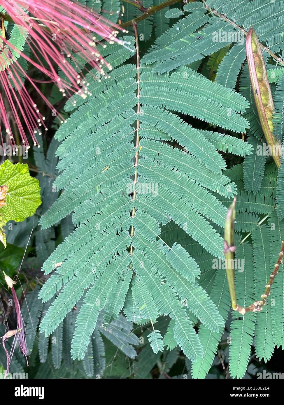 tree calliandra (Calliandra houstoniana Stock Photo - Alamy