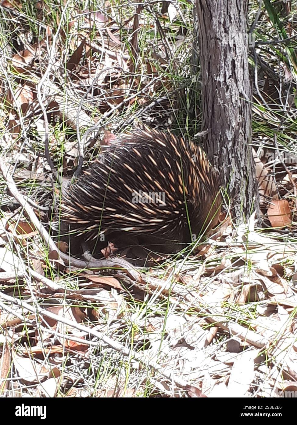 Eastern Short-beaked Echidna (Tachyglossus aculeatus aculeatus Stock ...