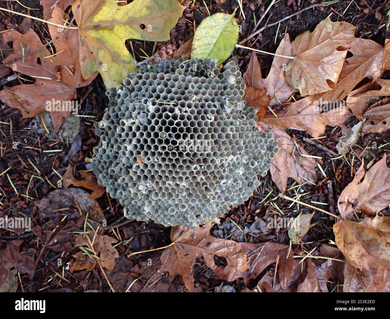 Hornets, Paper Wasps, Potter Wasps, and Allies (Vespidae Stock Photo ...